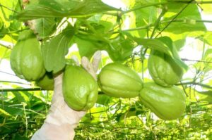 Quả Su Su – Thực Phẩm Bổ Dưỡng Và Các Món Ăn Ngon