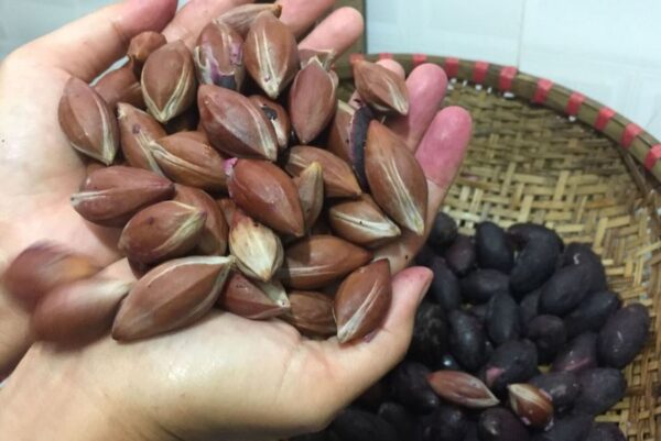 Quả Trám Tuổi Thơ Và Những Công Dụng